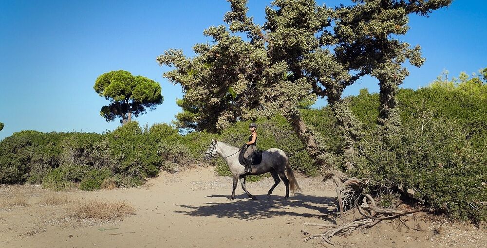 🐎 The 5 Best Aruba Horseback Riding Tours [2025 Reviews] | World Guides ...