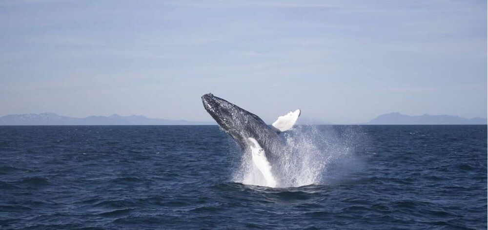 🐋 The 3 Best Norway Whale Watching Tours From Tromsø [2025 Reviews ...
