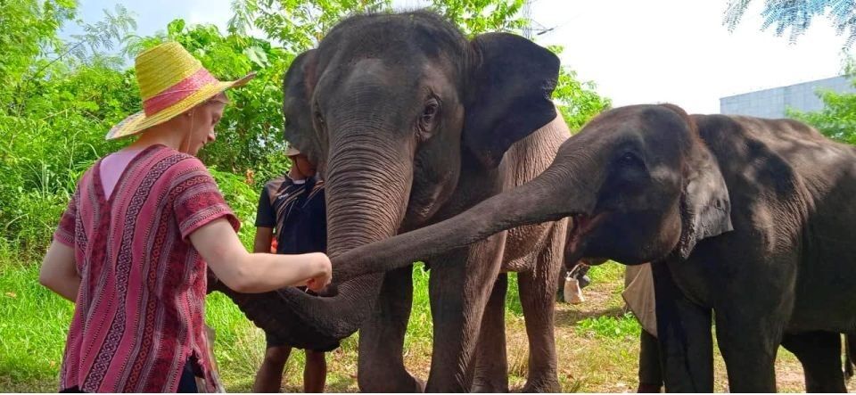 🐘 The 5 Best Phuket Elephant Tours [2025 Reviews] | World Guides To Travel